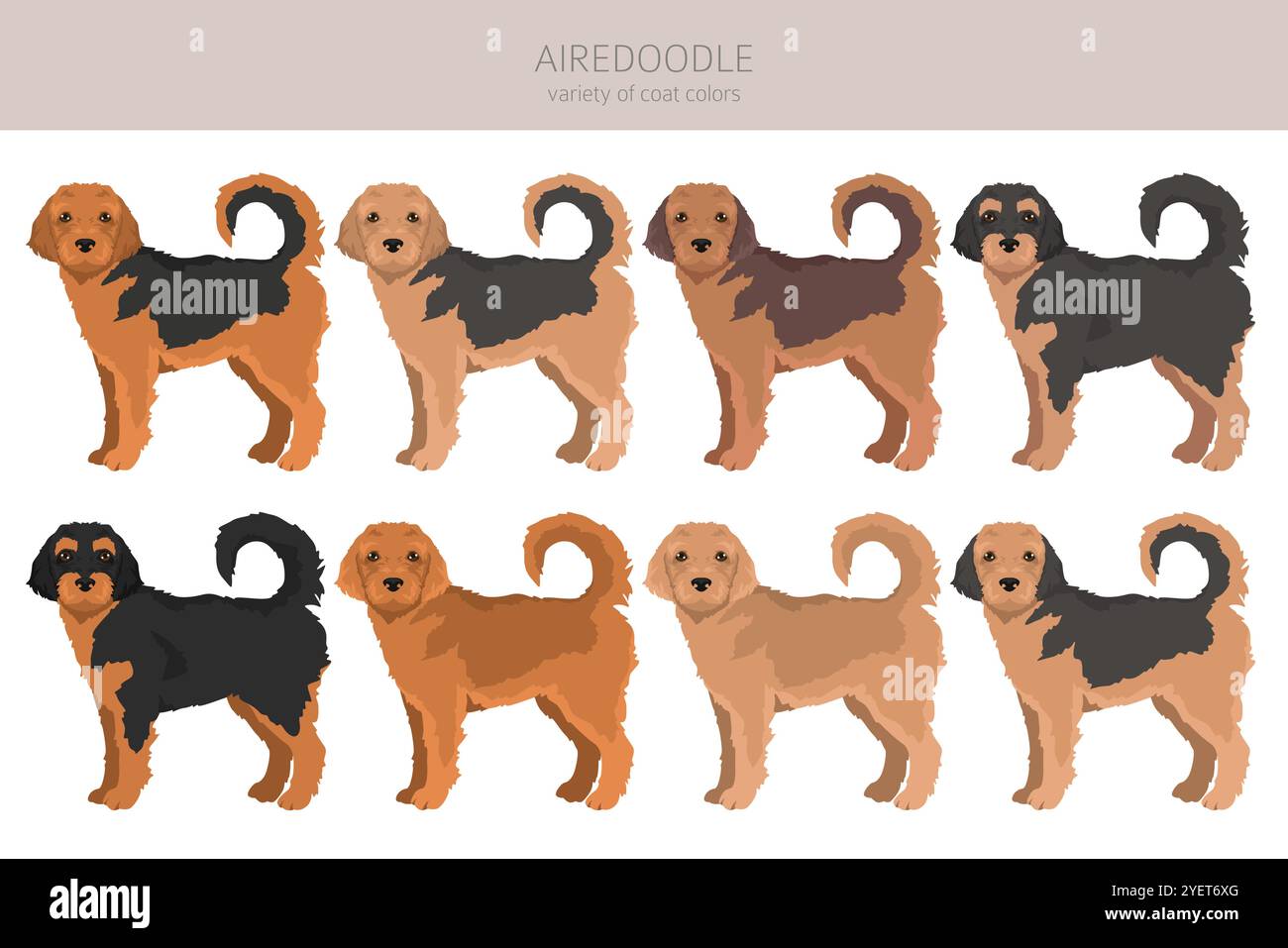 Airedale terrier Poodle mix. Airedoodle clipart. Different coat colors ...