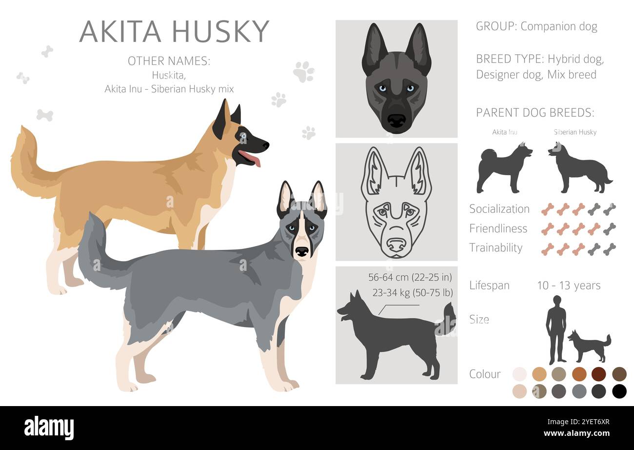 Akita Inu Siberian Husky mix. Akita Husky clipart. Different coat ...
