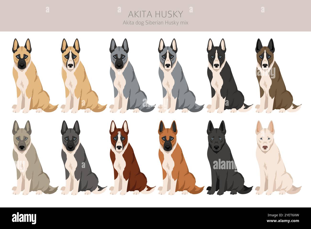 Akita Inu Siberian Husky mix. Akita Husky clipart. Different coat ...