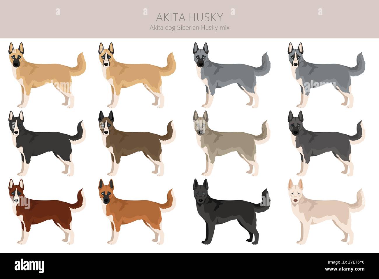 Siberian husky coat colors hi-res stock photography and images - Alamy