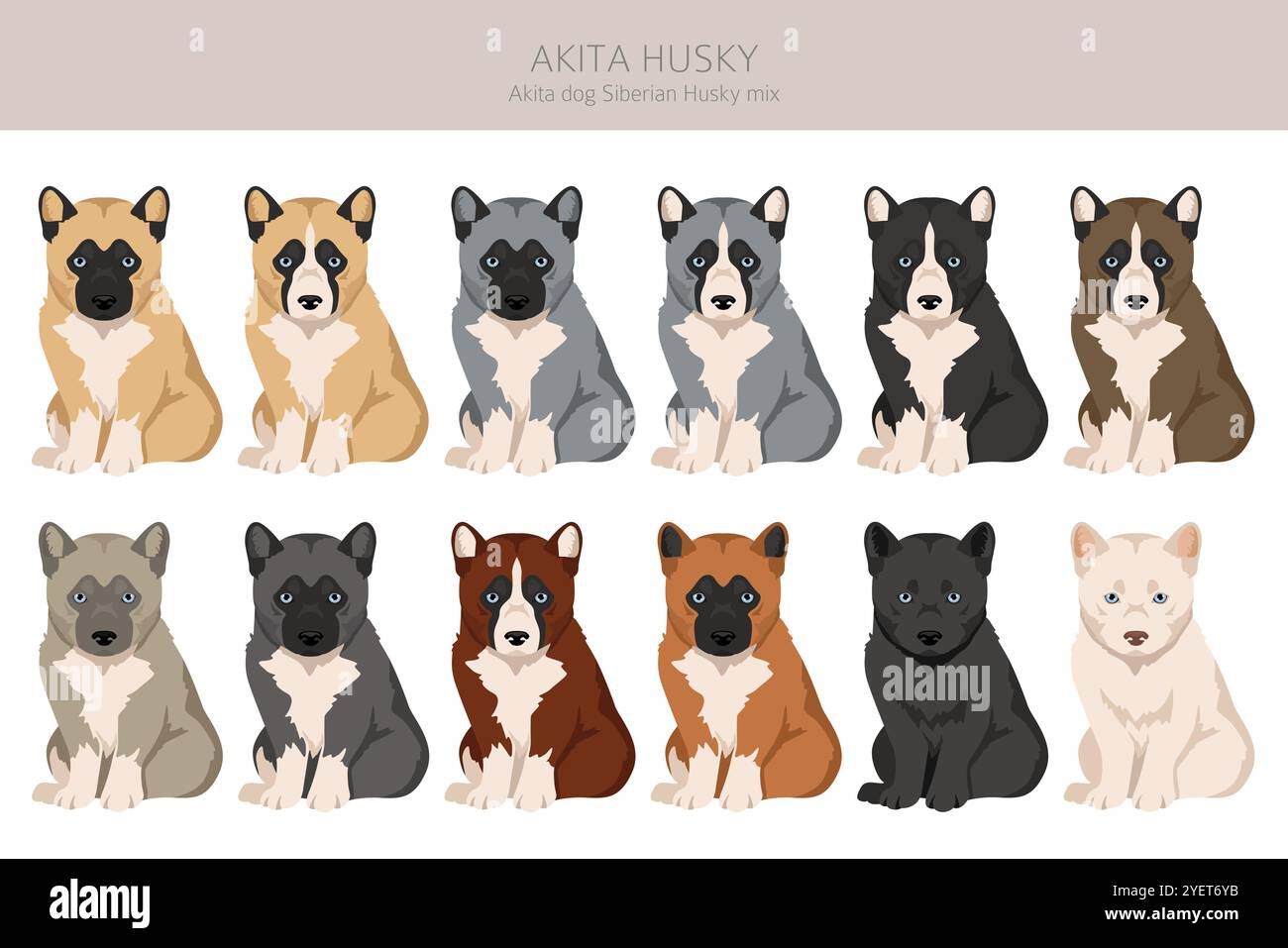 Akita Inu Siberian Husky mix. Akita Husky clipart. Different coat ...