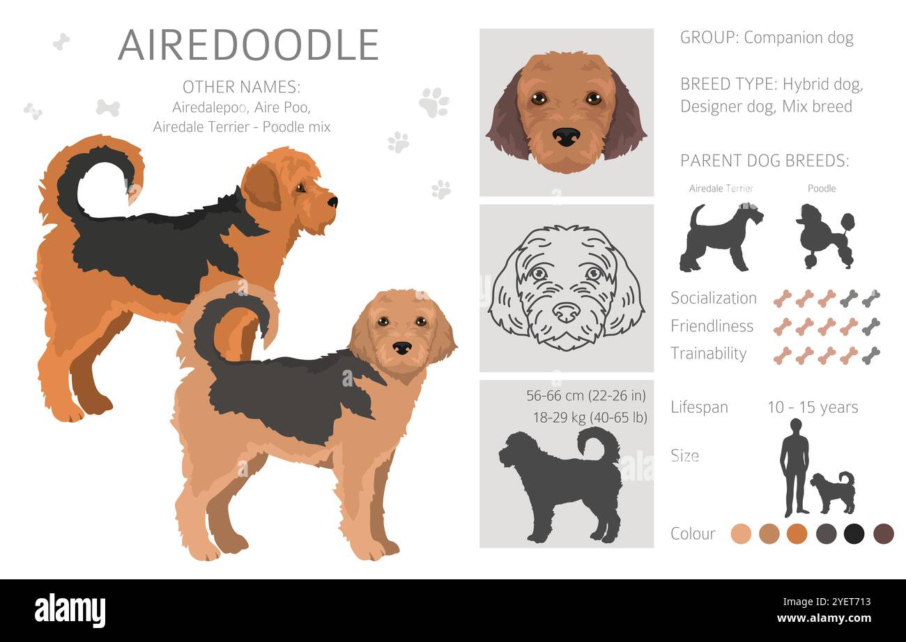 Airedale terrier Poodle mix. Airedoodle clipart. Different coat colors ...