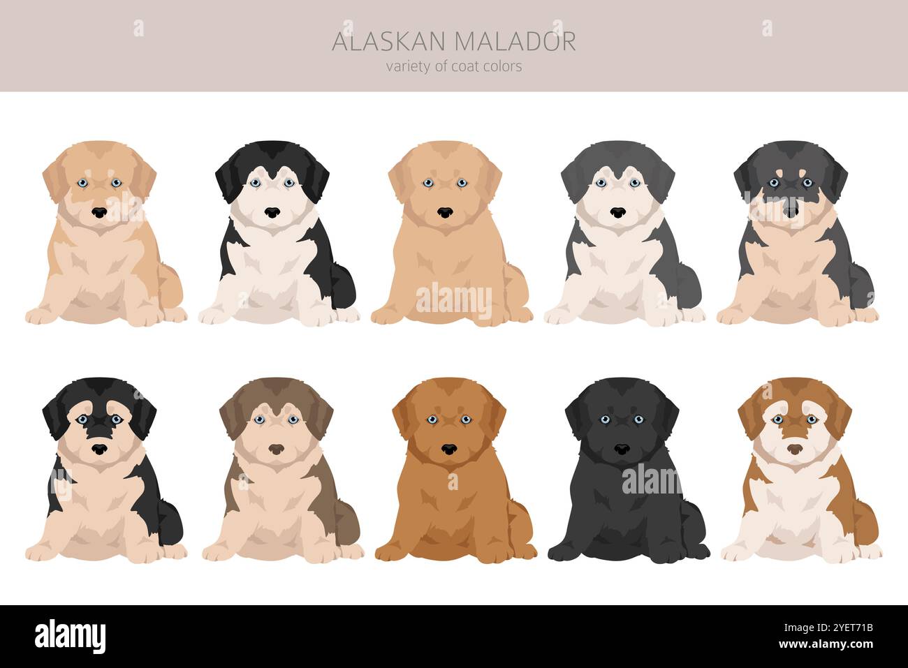 Alaskan Malador clipart. Alaskan Malamute Labrador Retriever mix ...