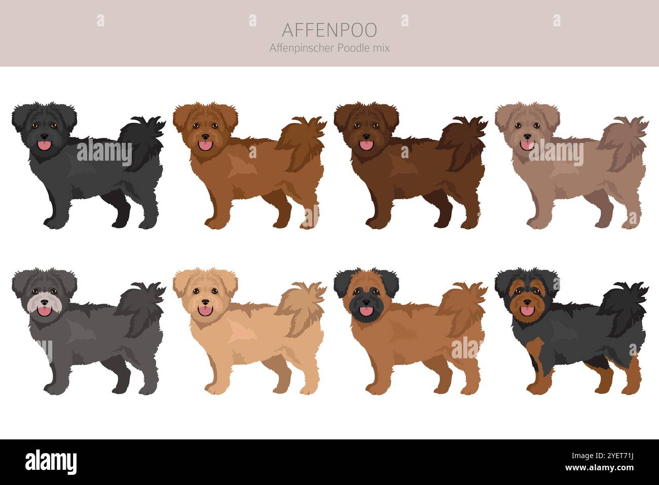 Affenpoo clipart. Affenpinscher Poodle mix. Different coat colors set ...