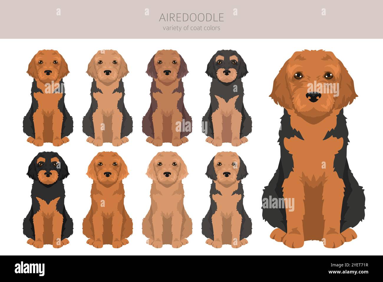 Airedale terrier Poodle mix. Airedoodle clipart. Different coat colors ...