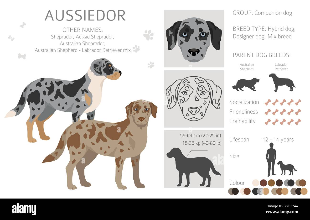 Aussiedor clipart. Australian shepherd Labrador Retriever mix ...