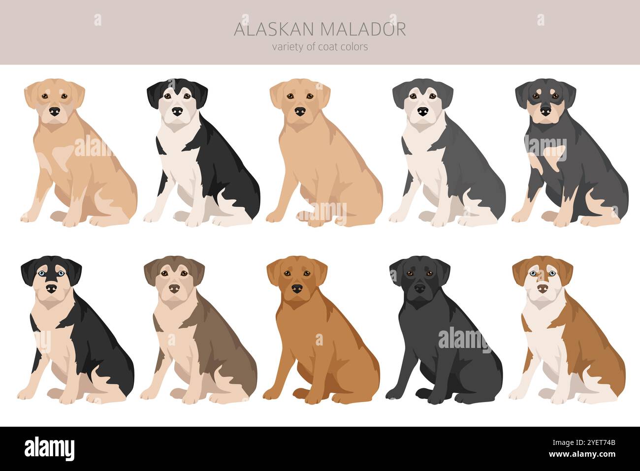 Alaskan Malador clipart. Alaskan Malamute Labrador Retriever mix ...