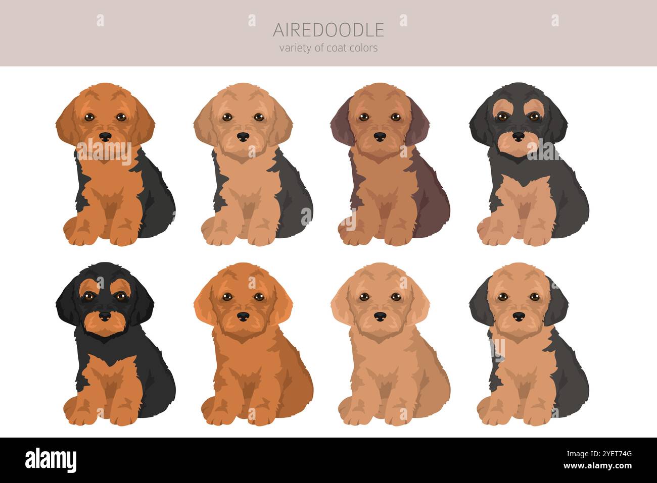 Airedale terrier Poodle mix. Airedoodle clipart. Different coat colors ...