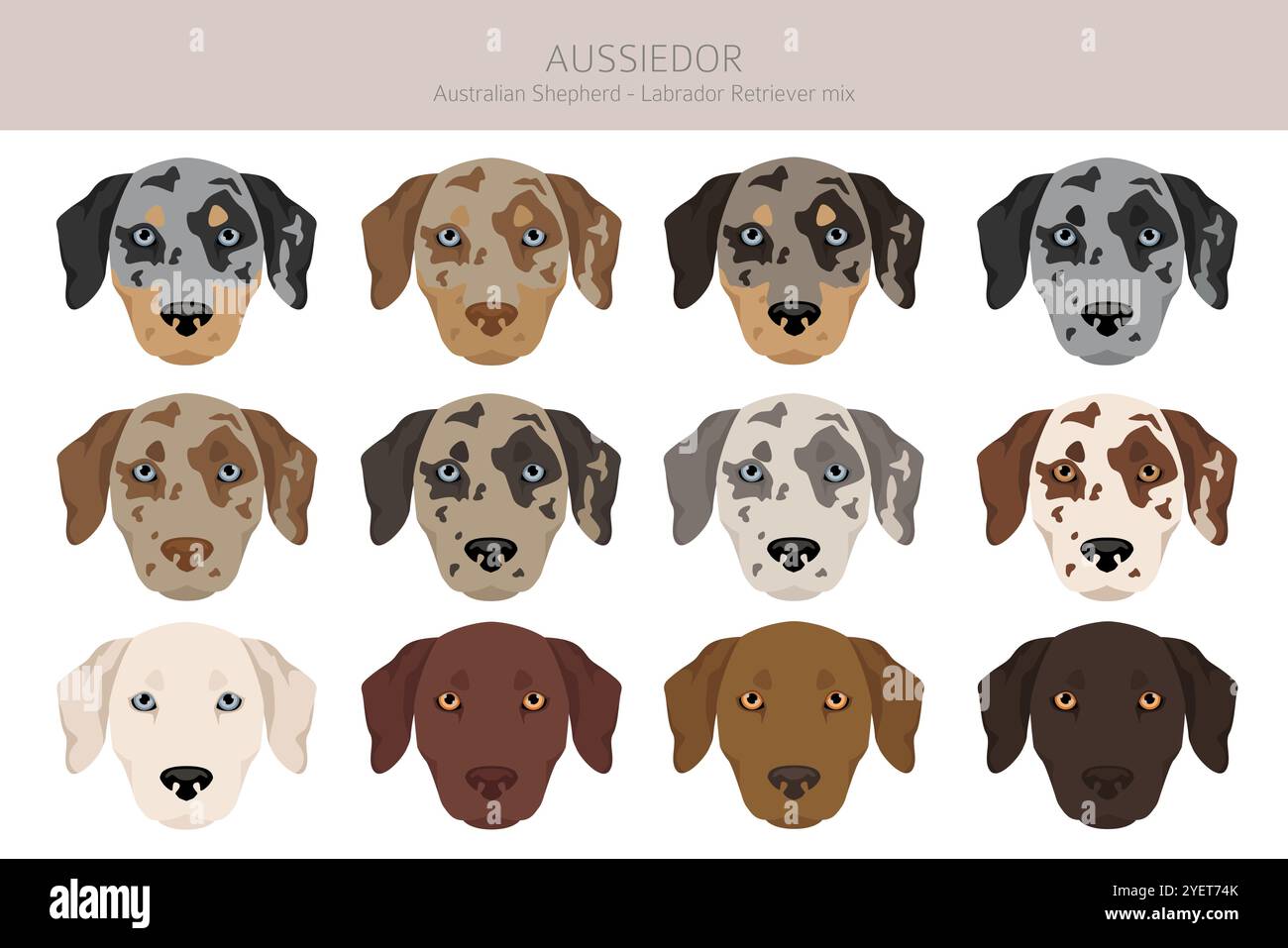Aussiedor clipart. Australian shepherd Labrador Retriever mix ...