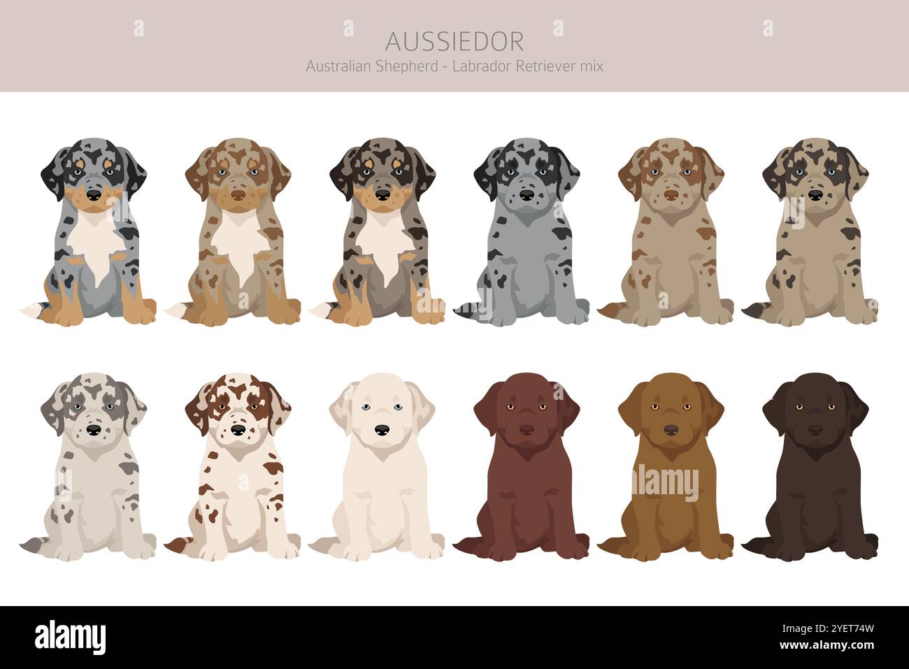 Aussiedor clipart. Australian shepherd Labrador Retriever mix ...