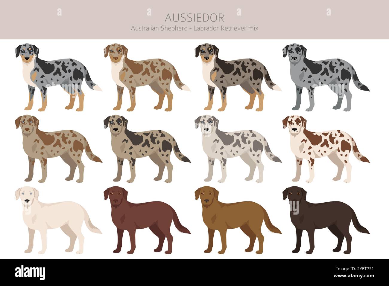 Aussiedor clipart. Australian shepherd Labrador Retriever mix ...