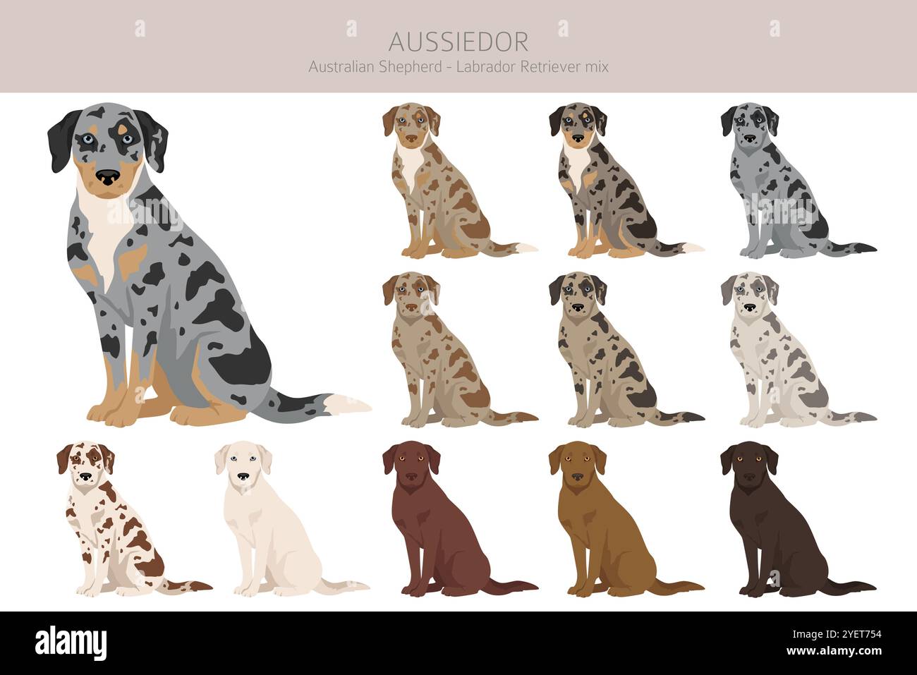 Aussiedor clipart. Australian shepherd Labrador Retriever mix ...