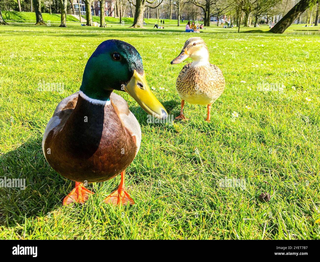 Rotterdam mrs hi-res stock photography and images - Alamy