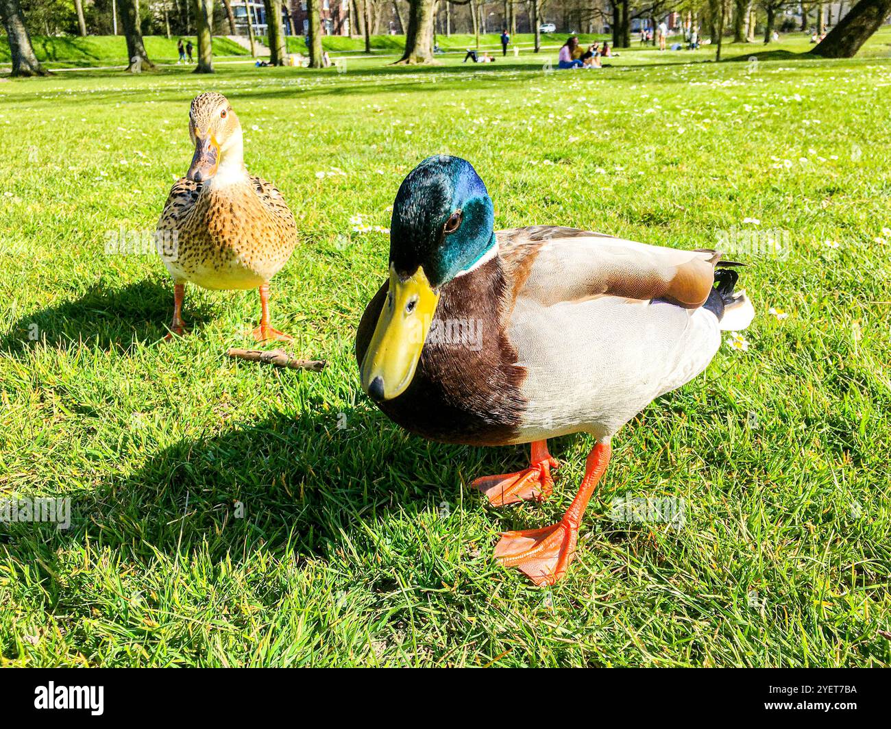 Rotterdam mrs hi-res stock photography and images - Alamy