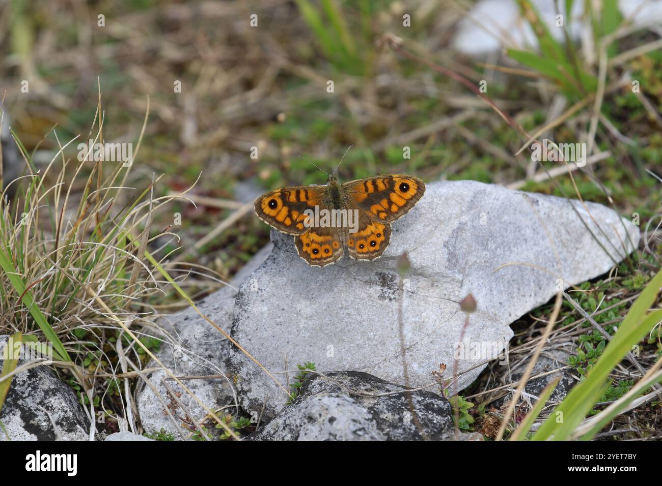 Wall Brown Butterfly male - Lasiommata megera Stock Photo - Alamy