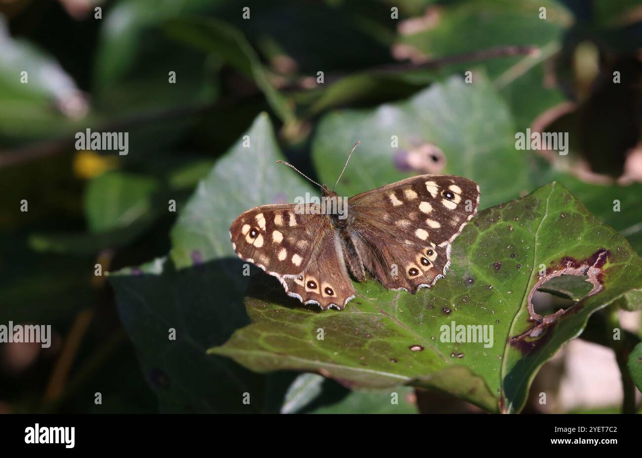 Male speckled wood hi-res stock photography and images - Alamy