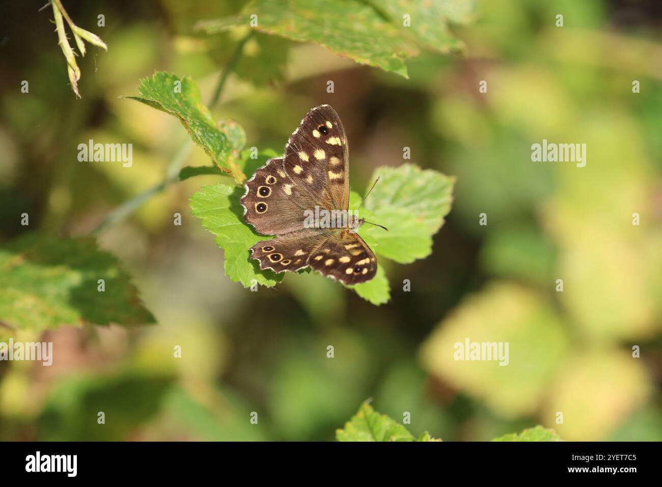 Basking speckled wood butterfly hi-res stock photography and images - Alamy