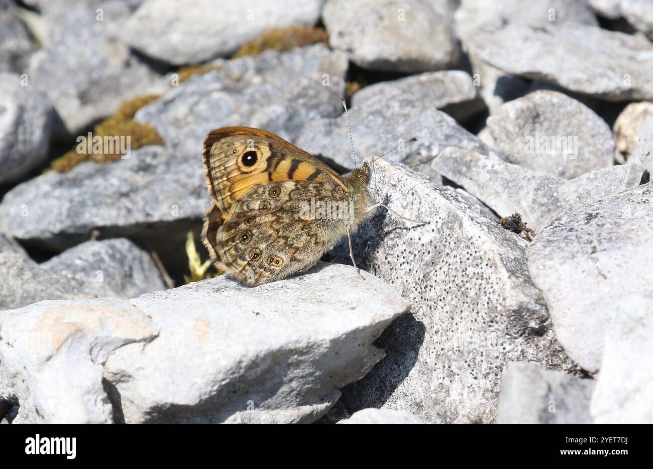 Wall Brown Butterfly resting on rocks - Lasiommata megera Stock Photo ...