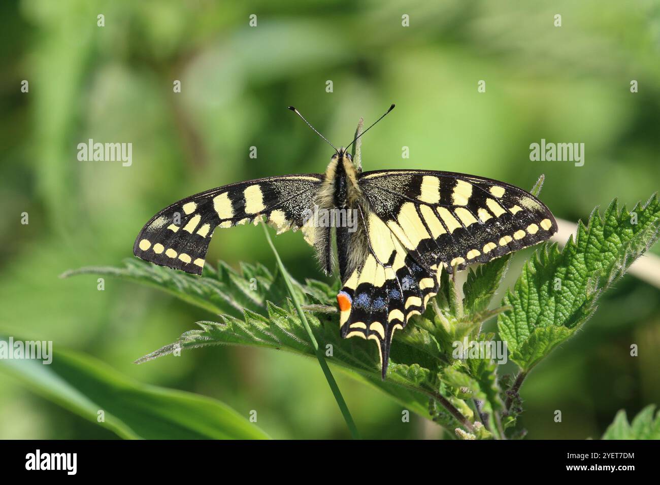 Swallowtail Butterfly with section of wing missing - Papilio machaon ...