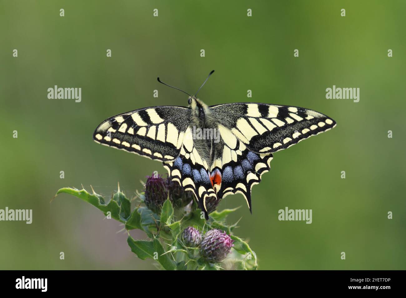 Swallowtail Butterfly - Papilio machaon Stock Photo - Alamy