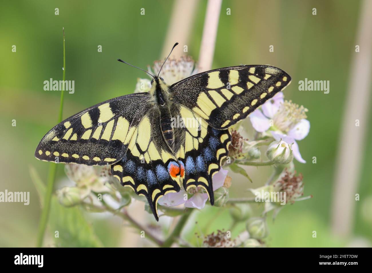 World largest butterfly hi-res stock photography and images - Alamy