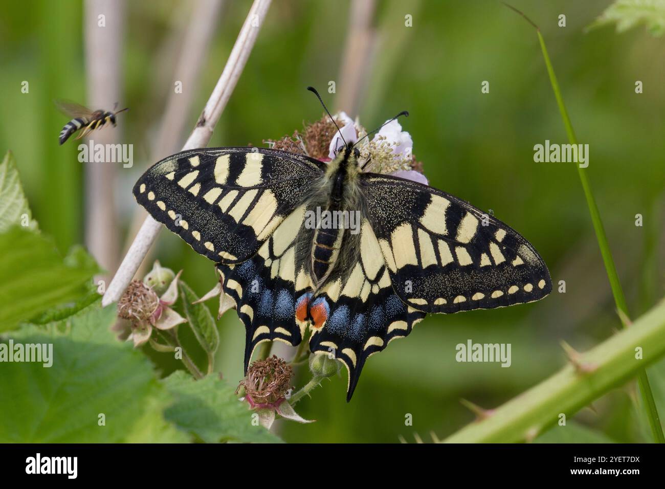 Swallowtail Butterfly - Papilio machaon Stock Photo - Alamy