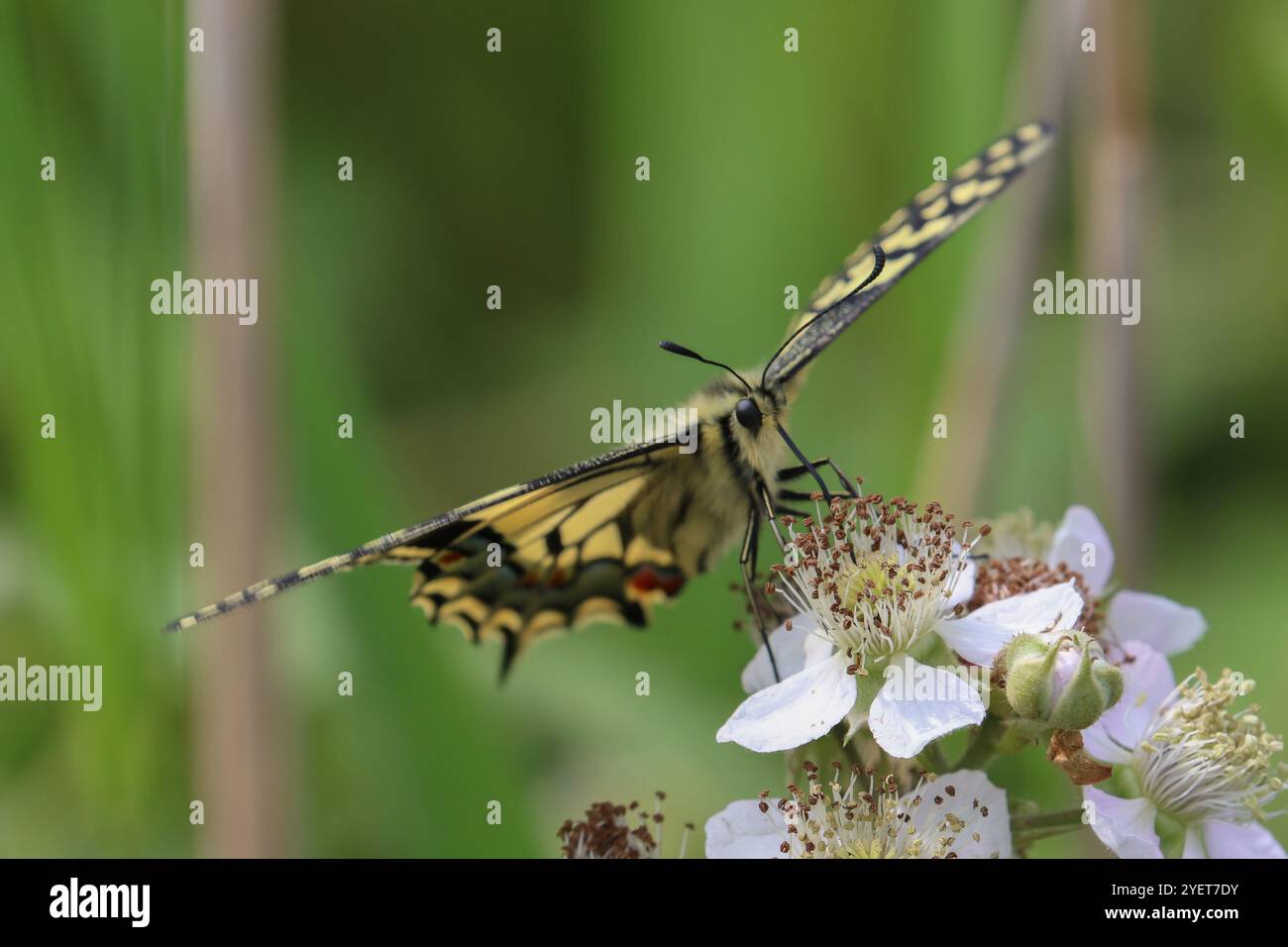 Butterfly head hi-res stock photography and images - Alamy