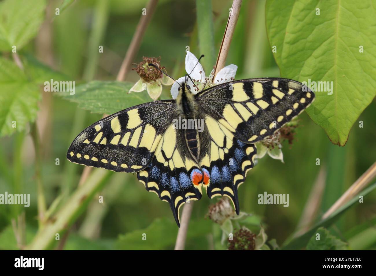 Largest british butterfly hi-res stock photography and images - Alamy