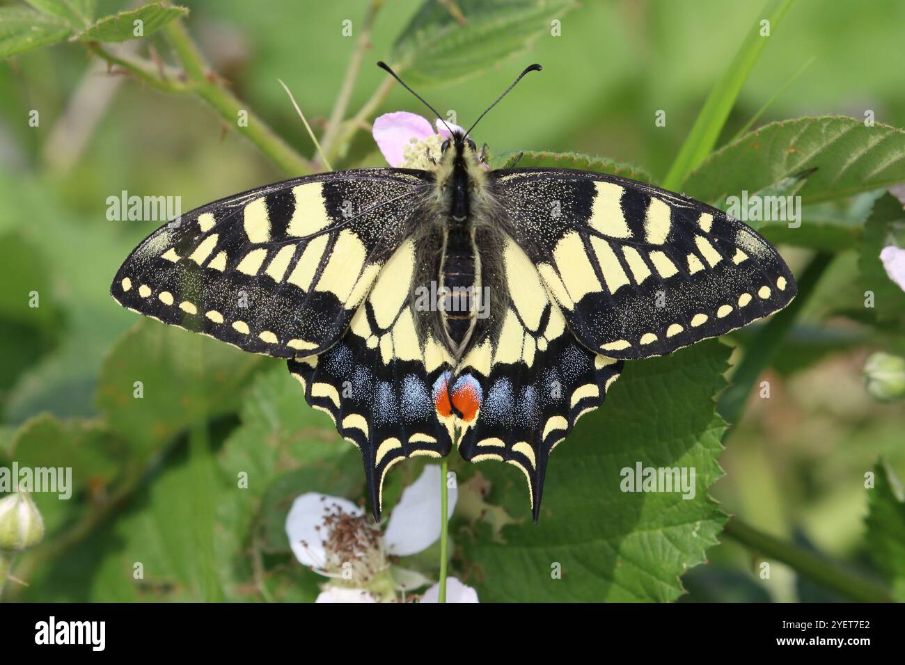 World largest butterfly hi-res stock photography and images - Alamy