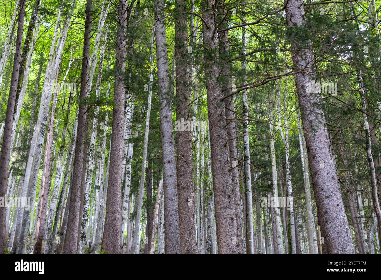 Coniferous tree stems in alpine forest in summer, Seealpsee, Alpstein ...