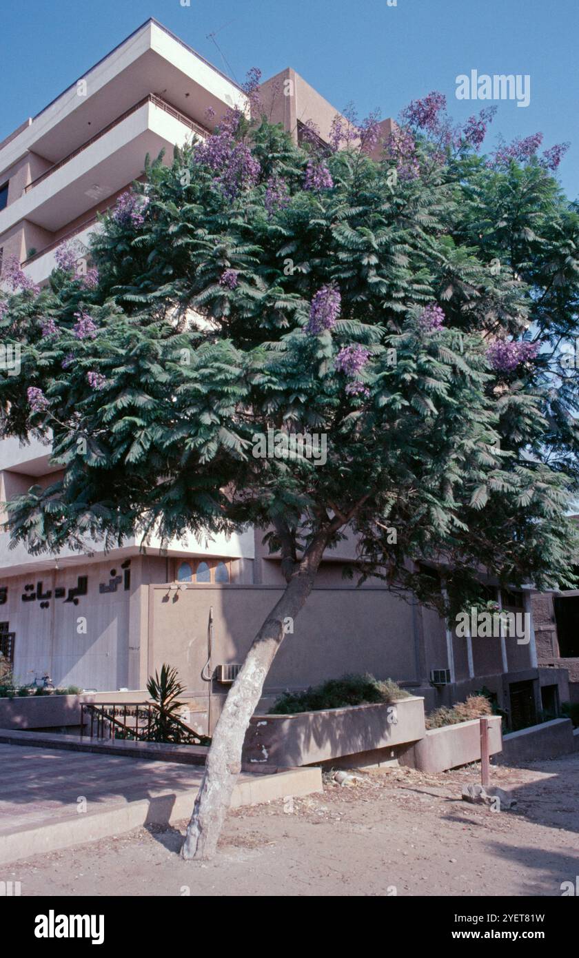 Flower tree, jacaranda, house, Cairo, Egypt, September 1989 Stock Photo ...