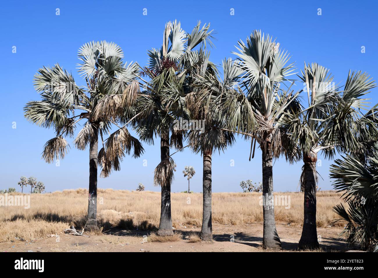 Bismarck palm (Bismarckia nobilis) is a palm endemic to western ...
