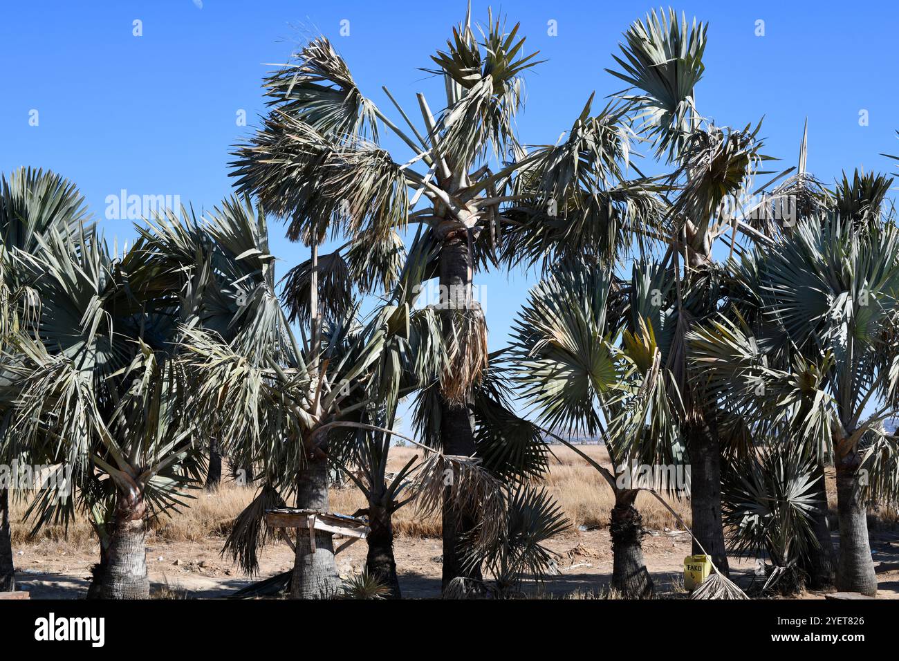 Bismarck palm (Bismarckia nobilis) is a palm endemic to western ...