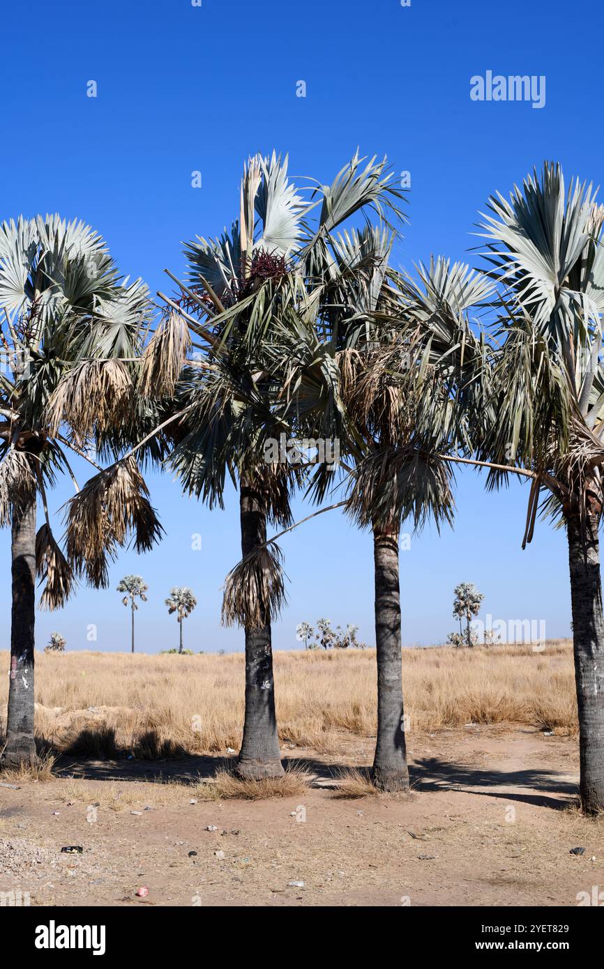 Bismarck palm (Bismarckia nobilis) is a palm endemic to western ...