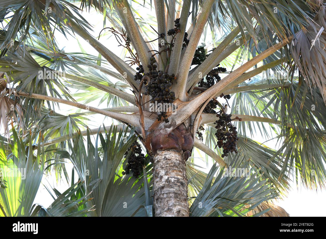 Bismarck palm (Bismarckia nobilis) is a palm endemic to western ...