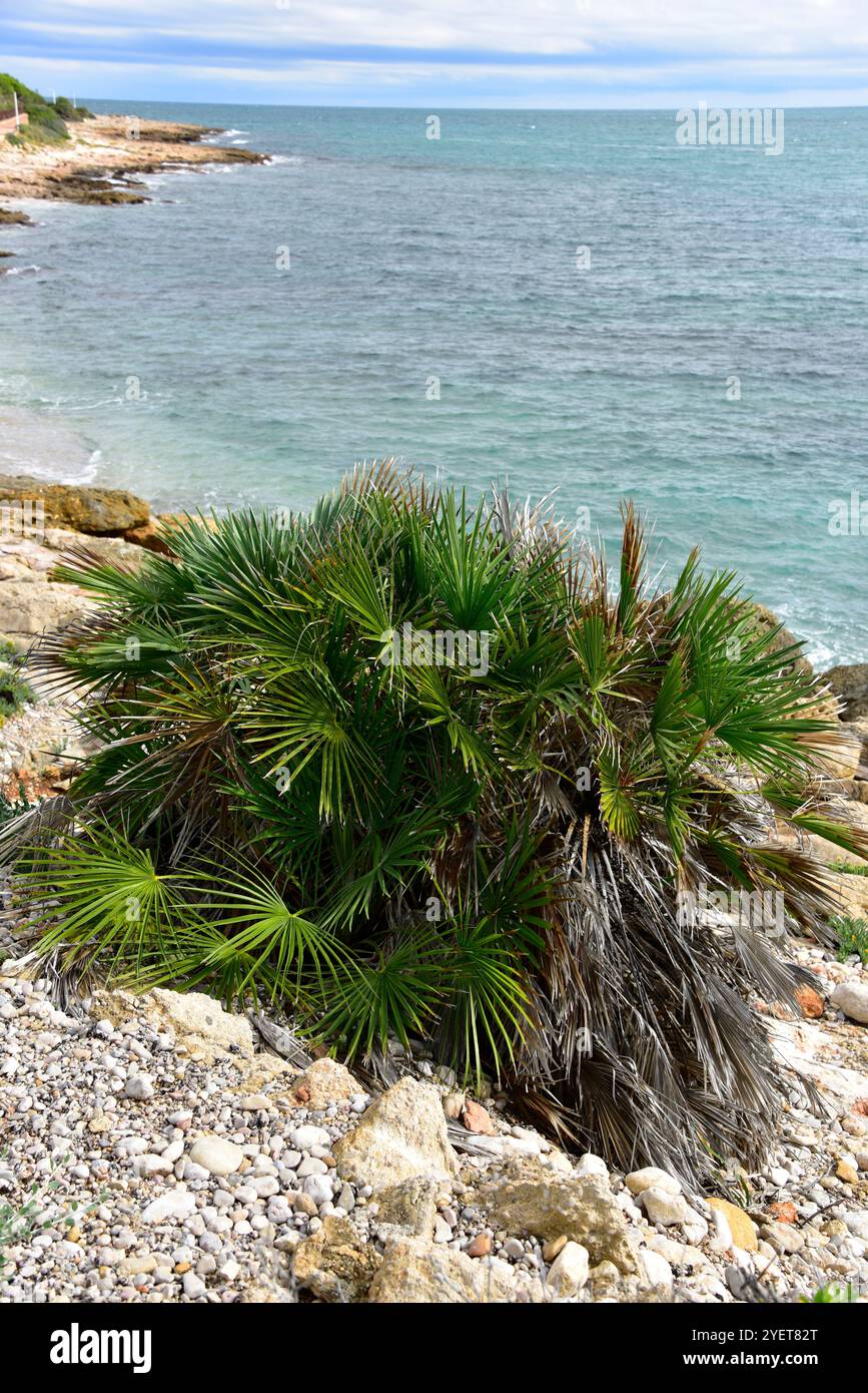 Mediterranean dwarf palm (Chamaerops humilis) is the only palm species ...