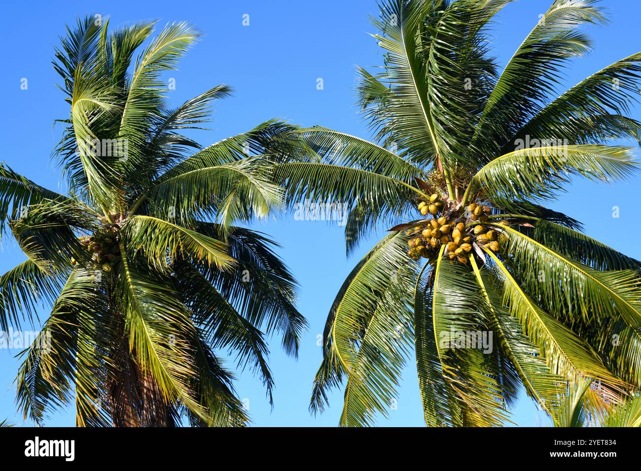 Coconut tree (Cocos nucifera) is a palm with edible fruits native to ...