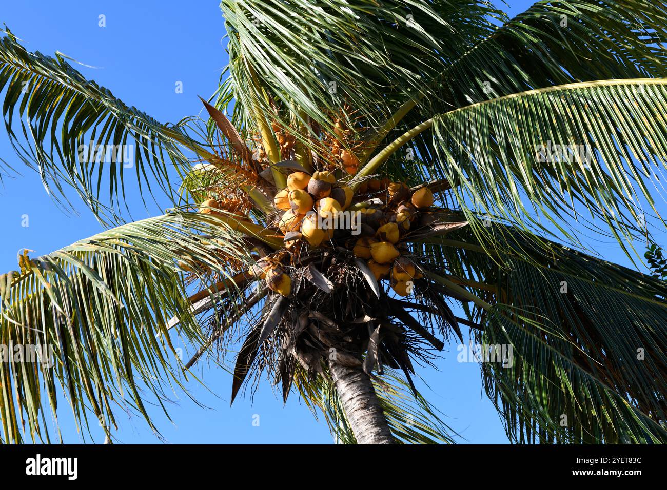 Coconut tree (Cocos nucifera) is a palm with edible fruits native to ...
