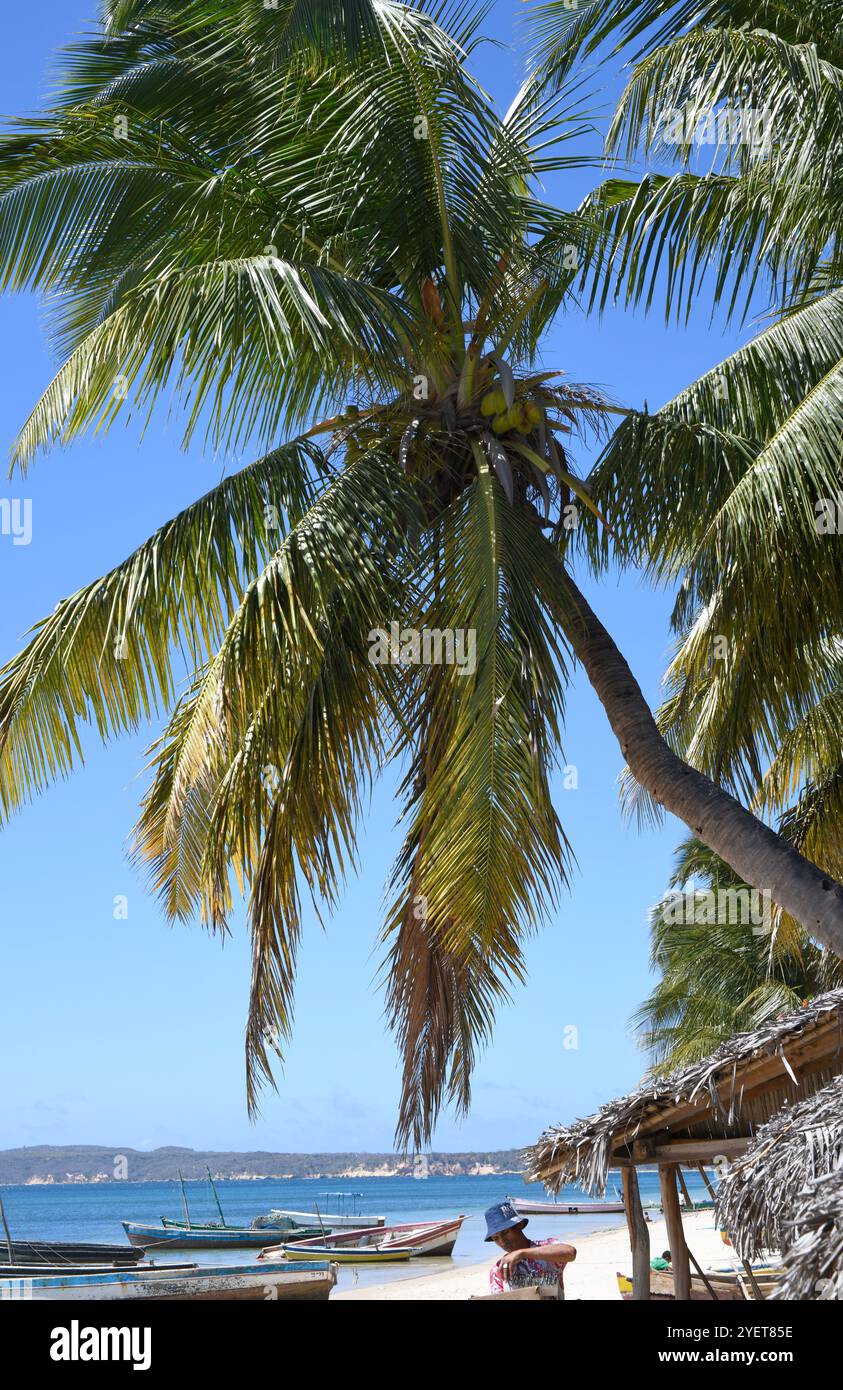 Coconut tree (Cocos nucifera) is a palm with edible fruits native to ...