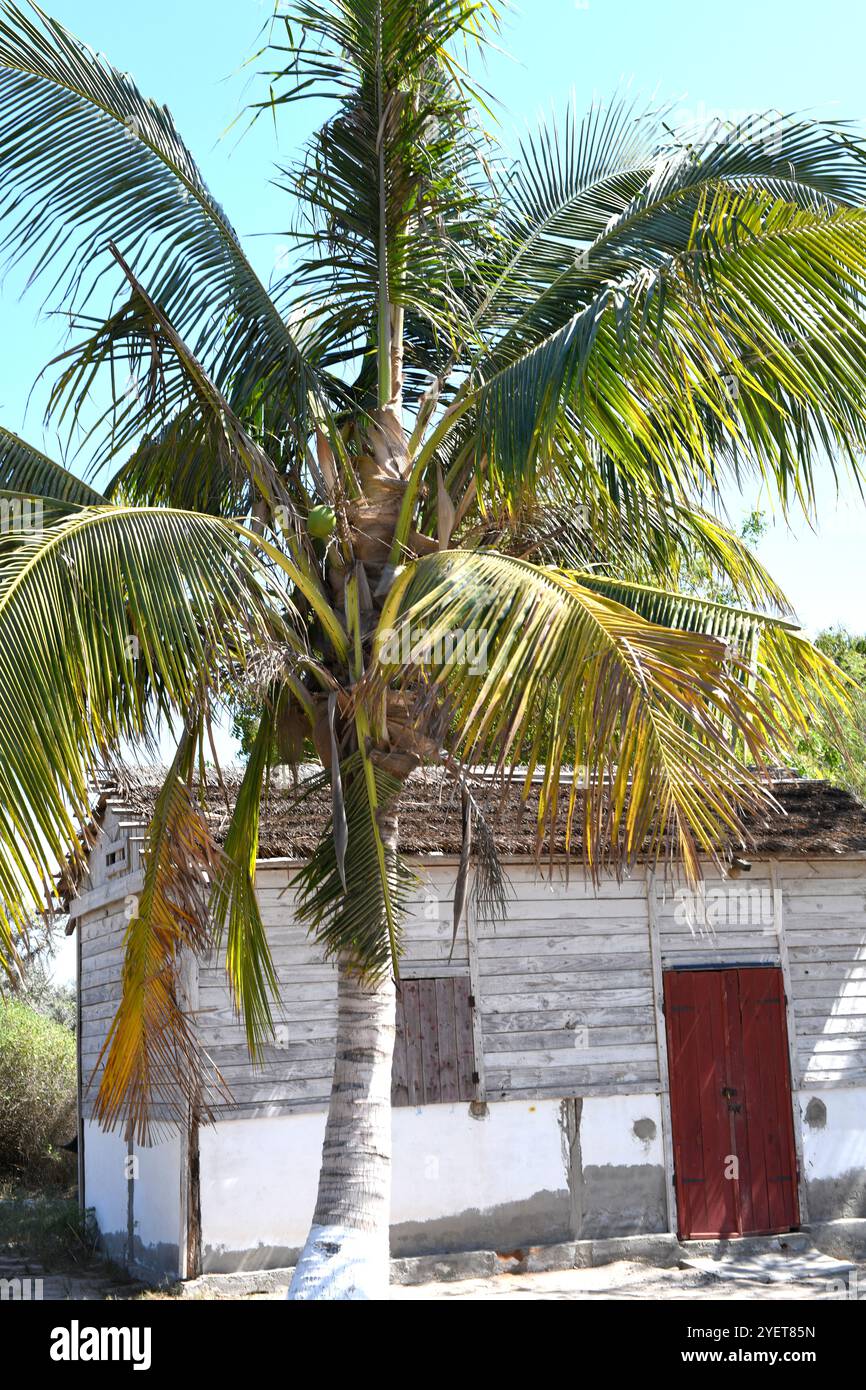 Coconut tree (Cocos nucifera) is a palm with edible fruits native to ...
