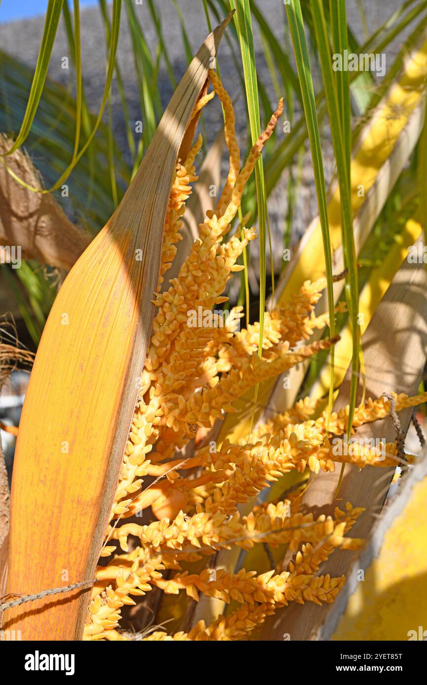 Coconut tree (Cocos nucifera) is a palm with edible fruits native to ...