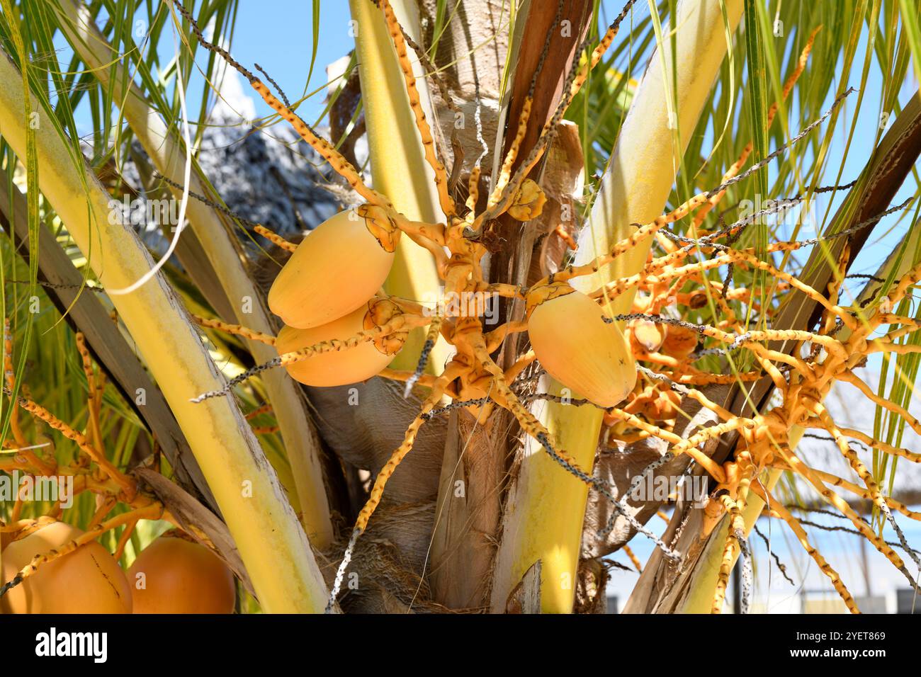 Coconut tree (Cocos nucifera) is a palm with edible fruits native to ...
