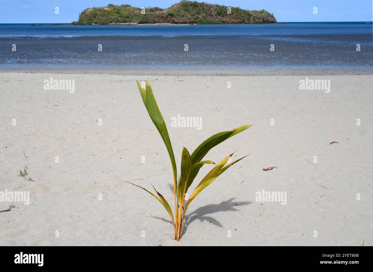 Coconut tree (Cocos nucifera) is a palm with edible fruits native to ...