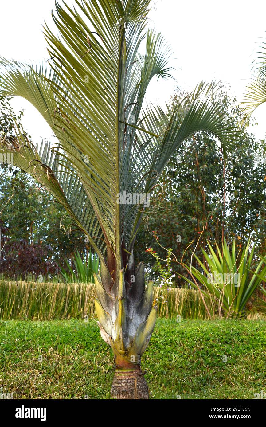 Triangle palm (Dypsis decaryi) is a palm endemic to Madagascar ...