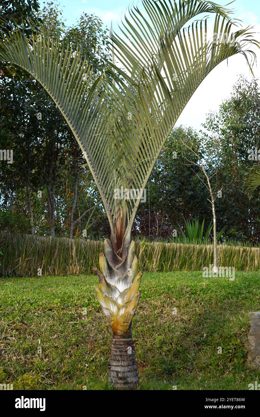 Triangle palm (Dypsis decaryi) is a palm endemic to Madagascar ...