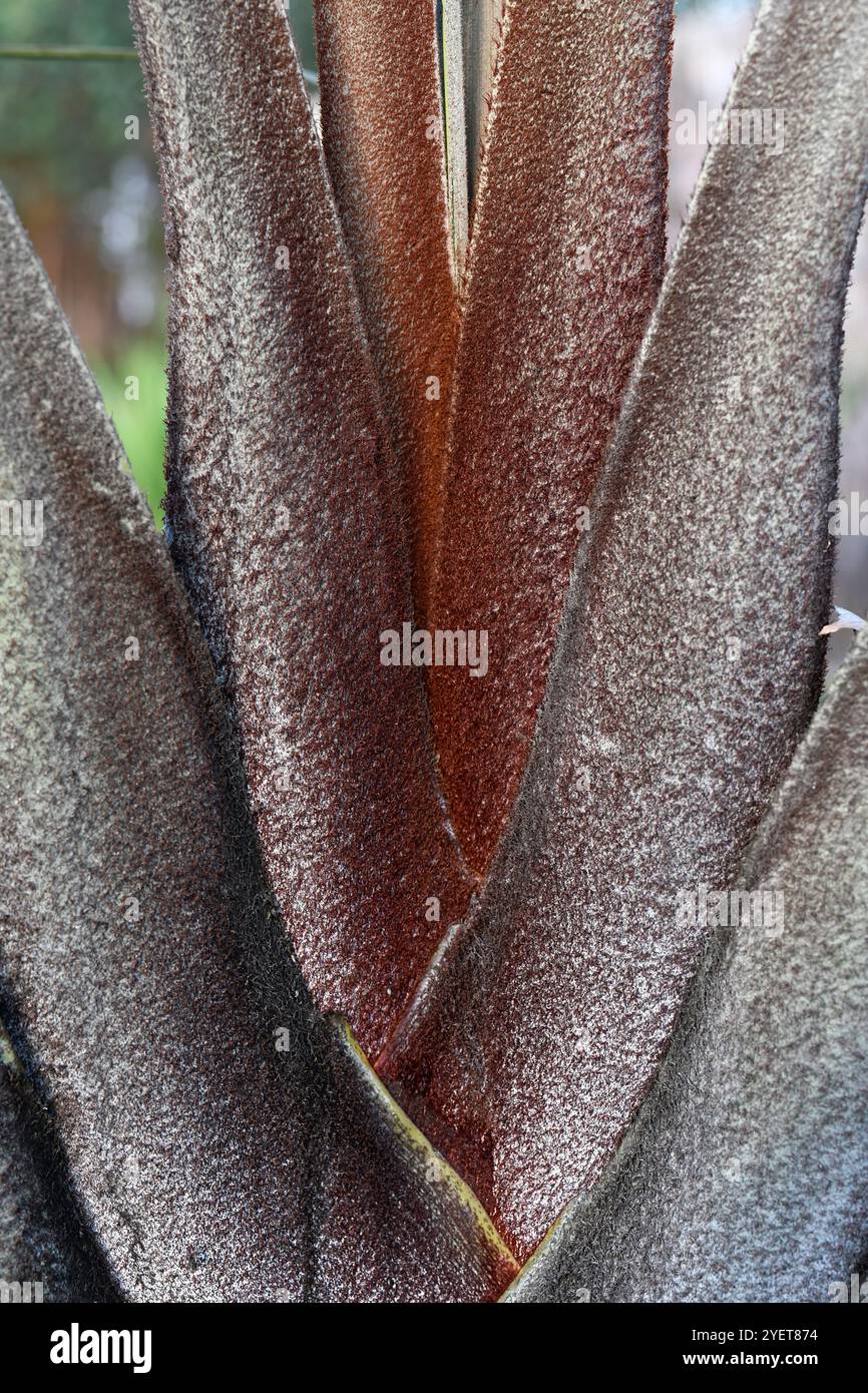 Triangle palm (Dypsis decaryi) is a palm endemic to Madagascar ...