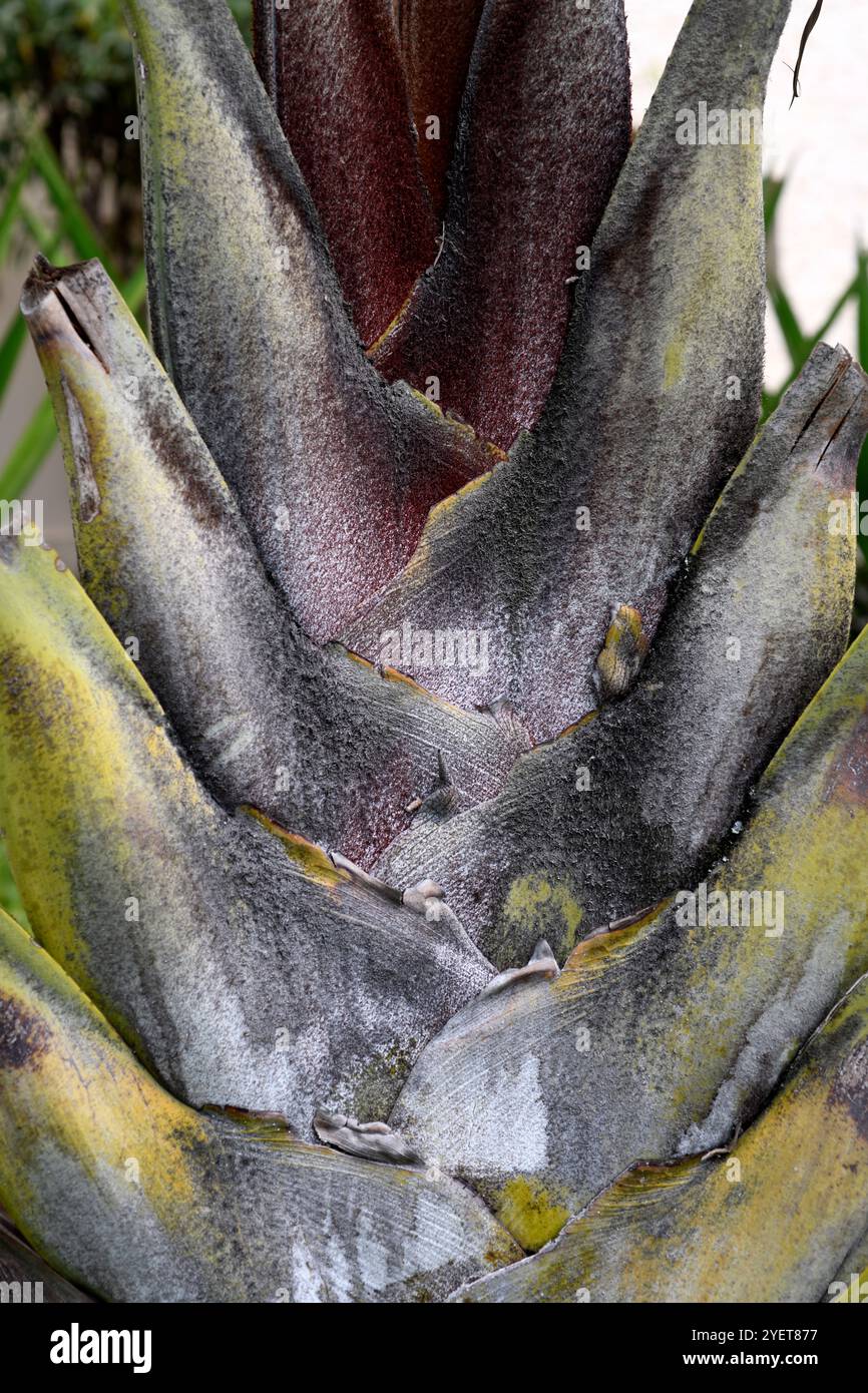 Triangle palm (Dypsis decaryi) is a palm endemic to Madagascar ...