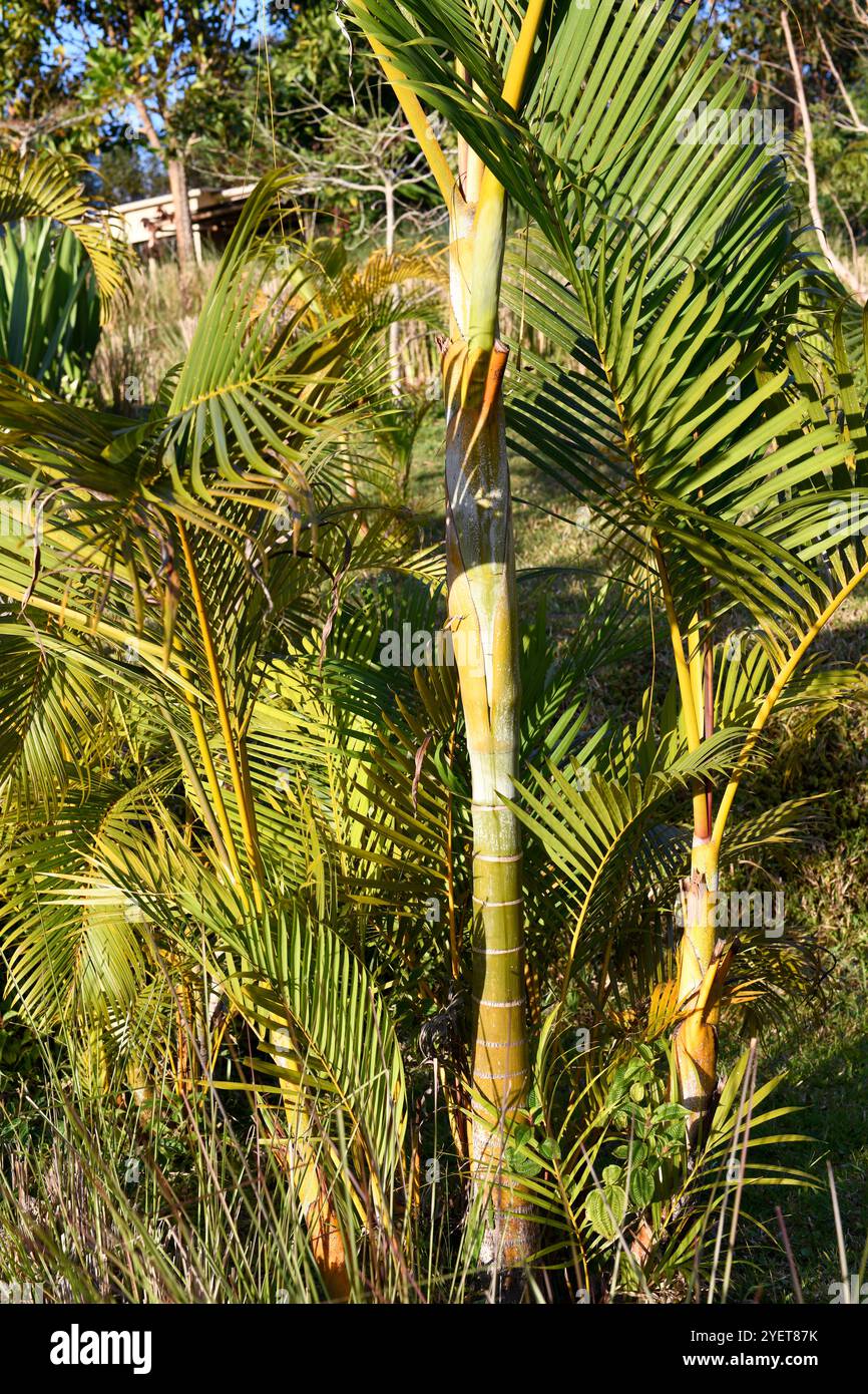 Golden cane palm (Chrysalidocarpus lutescens or Dypsis lutescens) is a ...