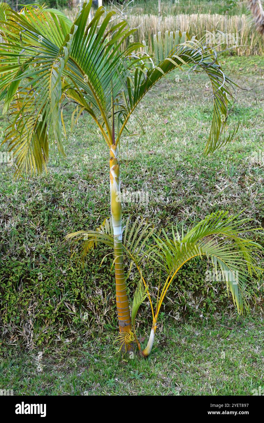 Golden cane palm (Chrysalidocarpus lutescens or Dypsis lutescens) is a ...