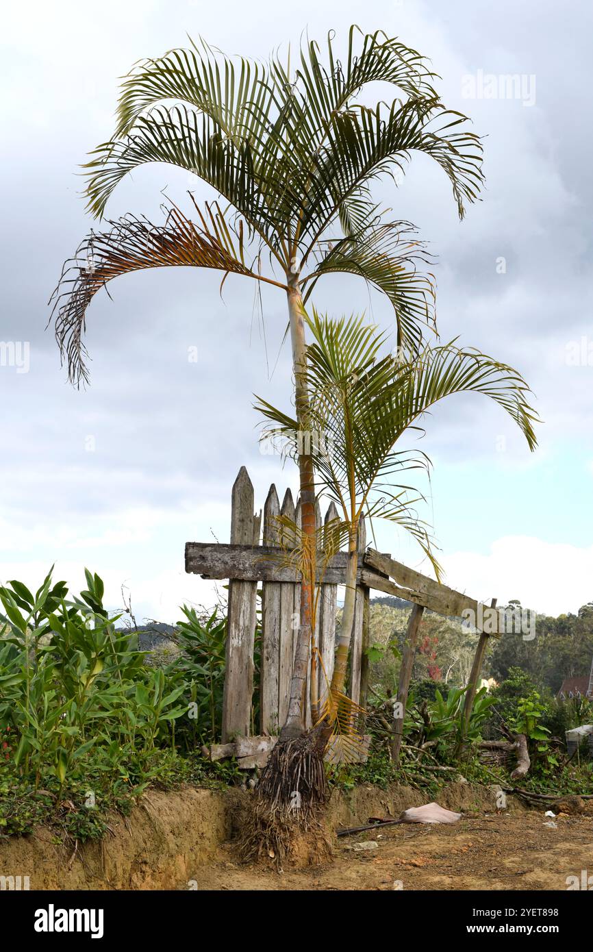 Golden cane palm (Chrysalidocarpus lutescens or Dypsis lutescens) is a ...